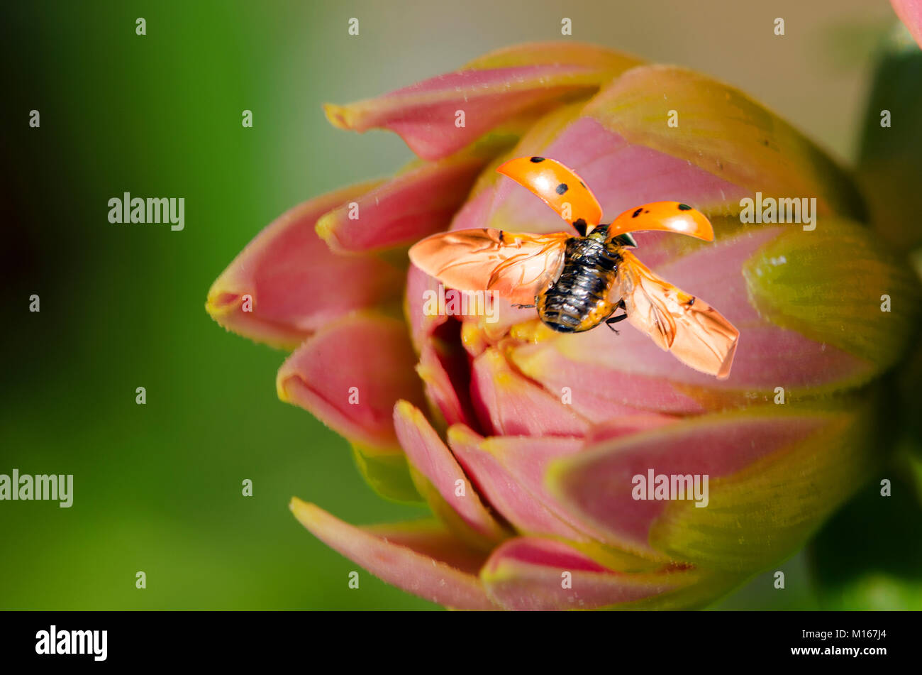 pink flower with red flying ladybug Stock Photo - Alamy