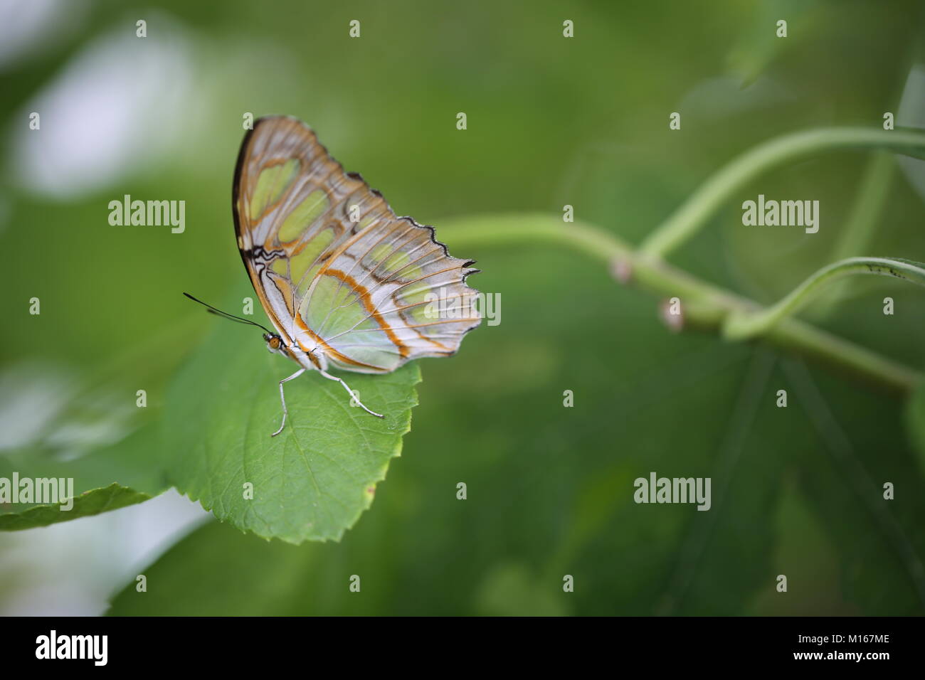 Butterfly resting on leaf hi-res stock photography and images - Alamy