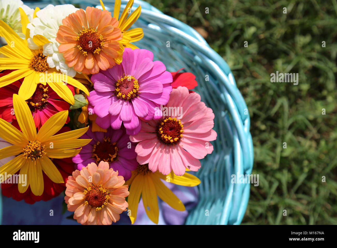 A colorful array of flowers from my garden Stock Photo - Alamy