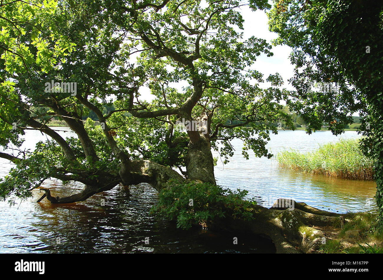 River Oak Tree High Resolution Stock Photography and Images - Alamy
