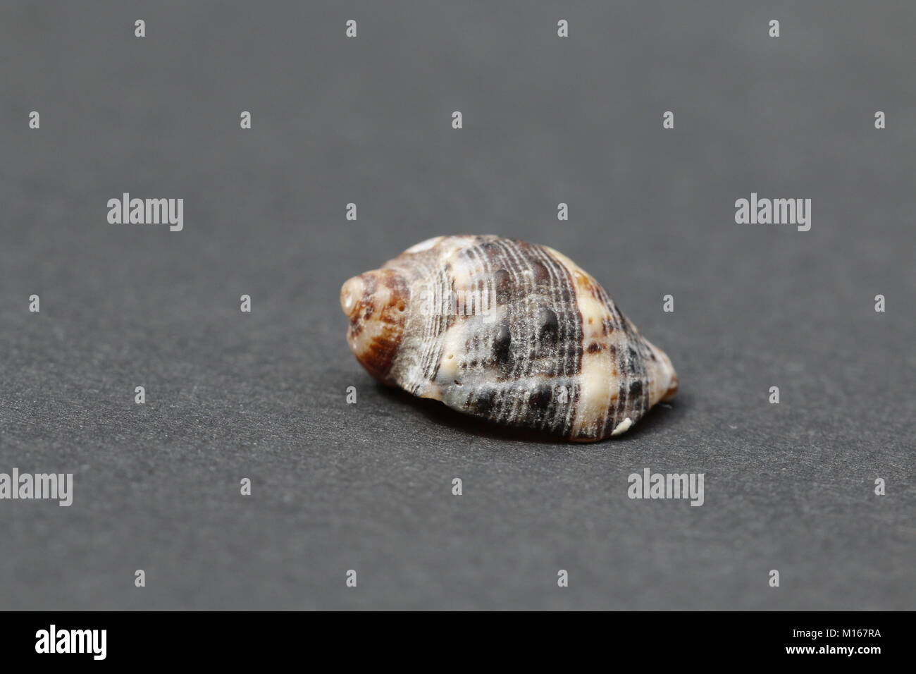 Tropical sea shells and snails in macro Stock Photo - Alamy
