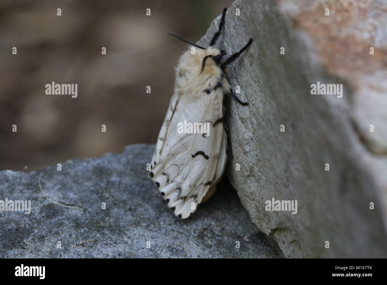 Gypsy Moth (Lymantria dispar Stock Photo - Alamy