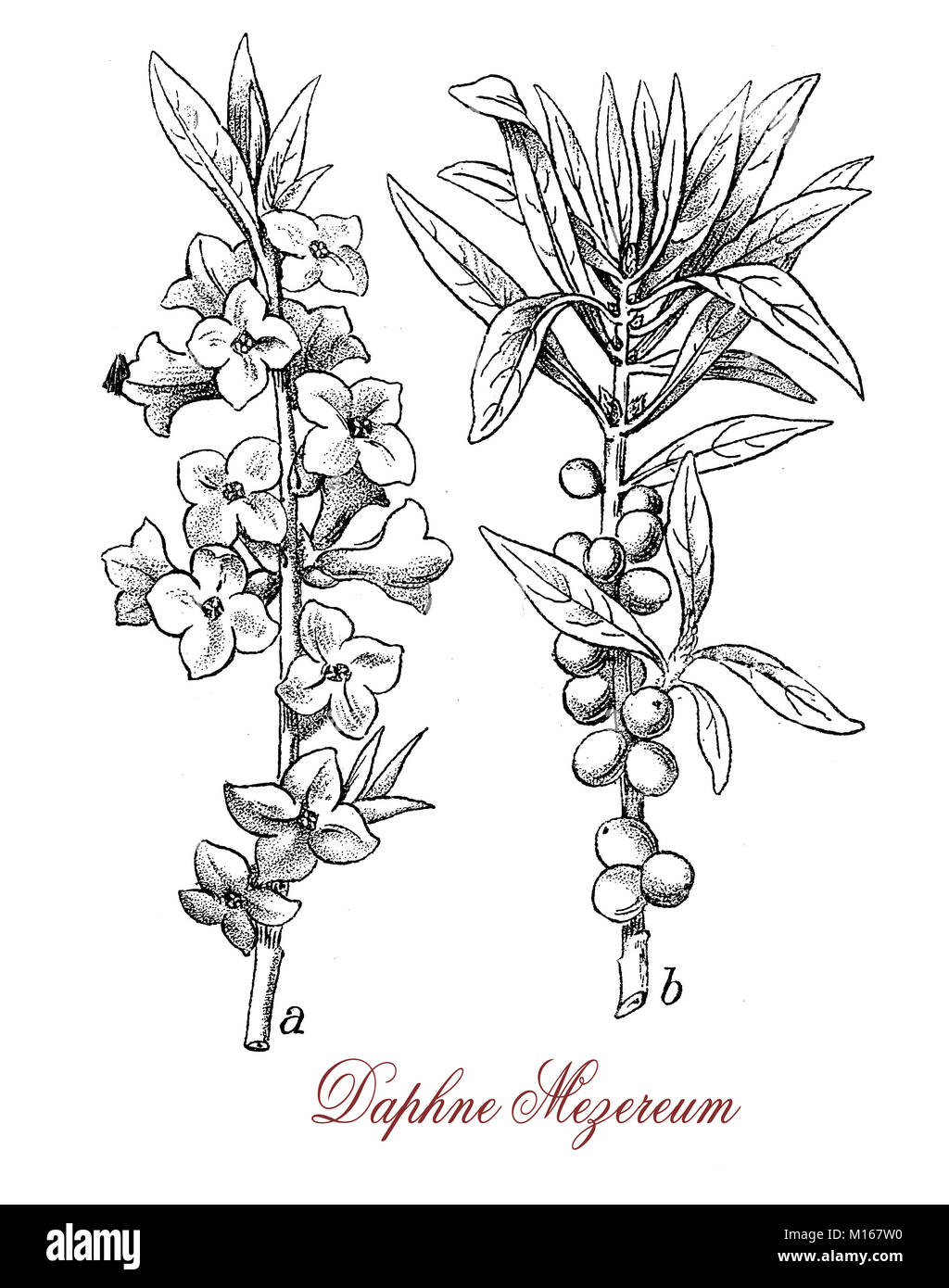 Daphne plant Cut Out Stock Images & Pictures - Alamy