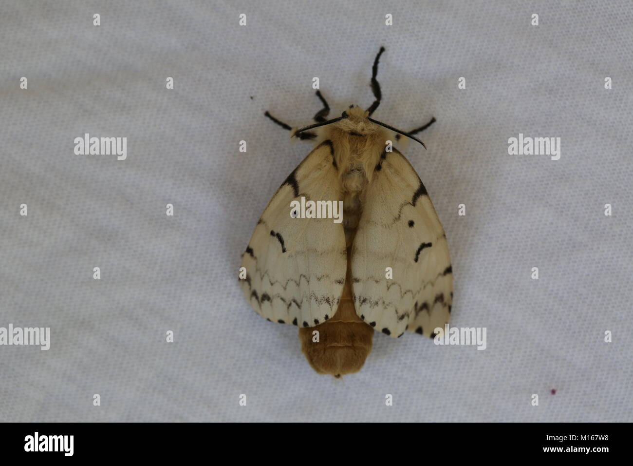 Gypsy Moth (Lymantria dispar Stock Photo - Alamy