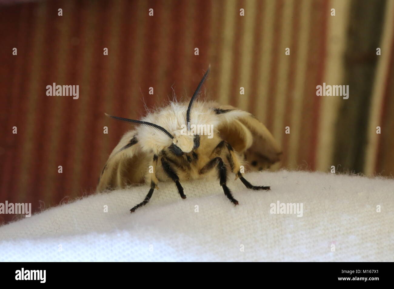 Gypsy Moth (Lymantria dispar Stock Photo - Alamy
