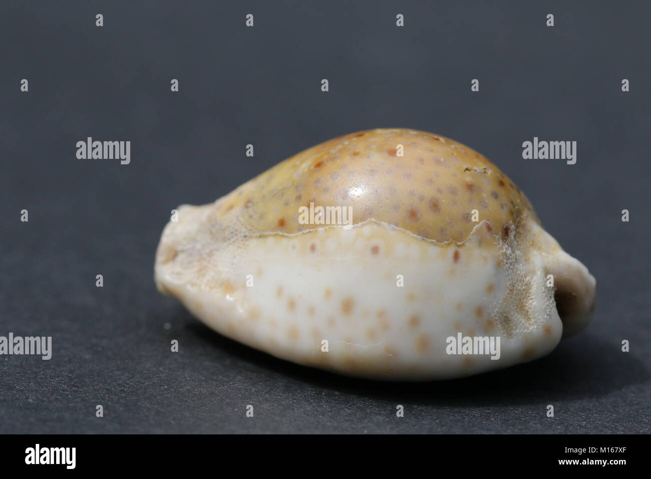 Tropical sea shells and snails in macro Stock Photo - Alamy
