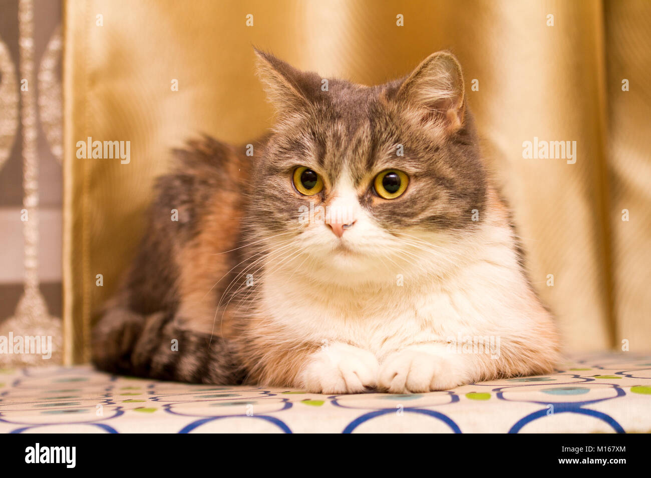 Tortoiseshellcat hi-res stock photography and images - Alamy