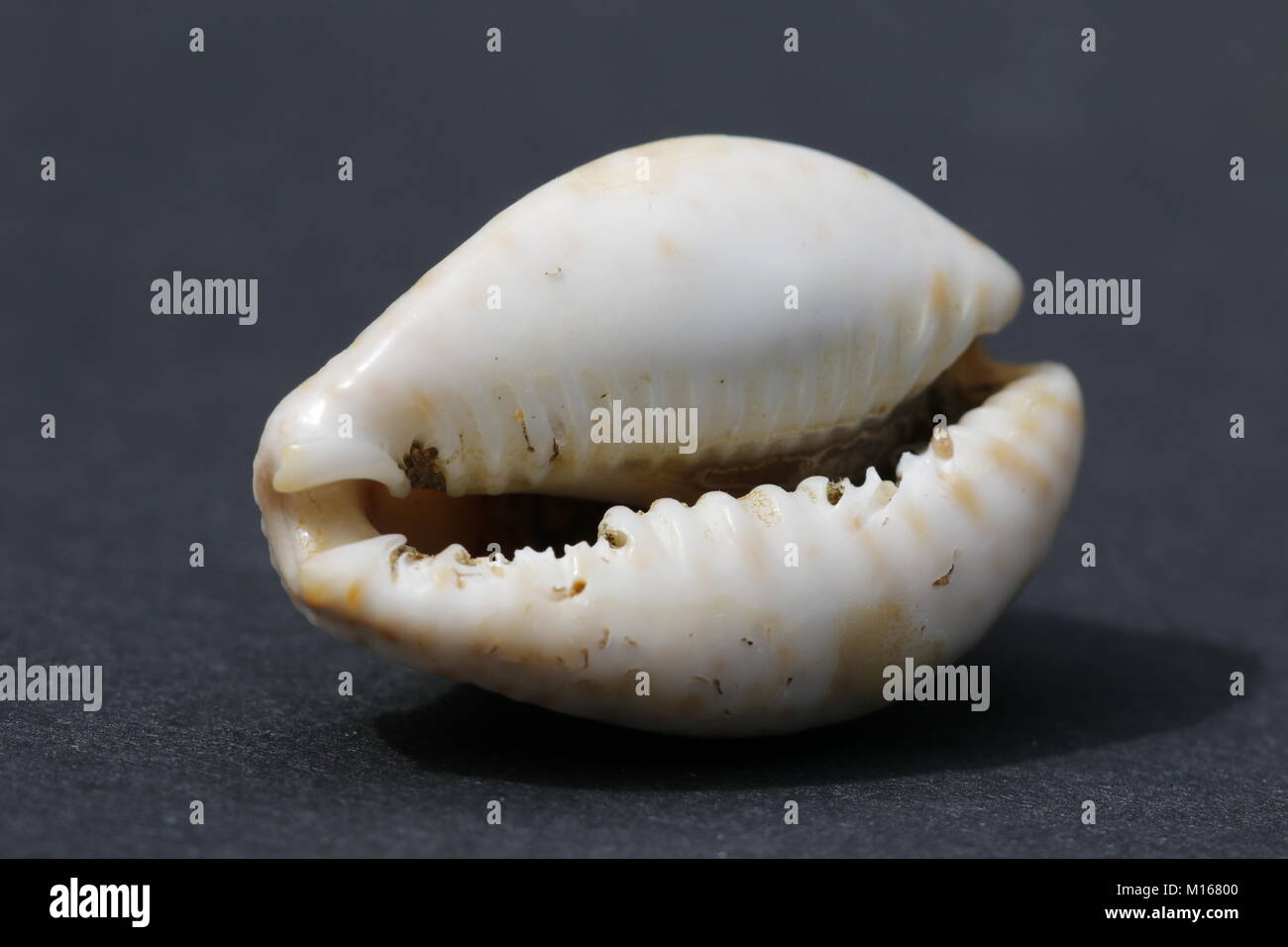 Tropical sea shells and snails in macro Stock Photo - Alamy
