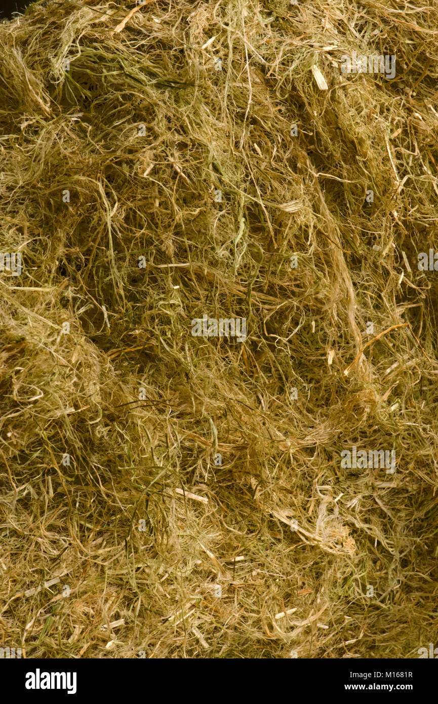 Hemp fibre straw processing hi-res stock photography and images - Alamy