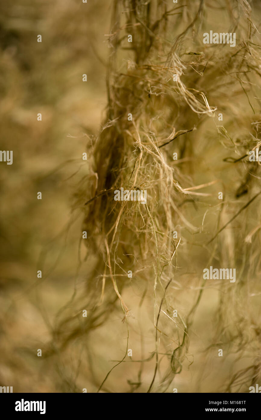 Industrial hemp hi-res stock photography and images - Alamy