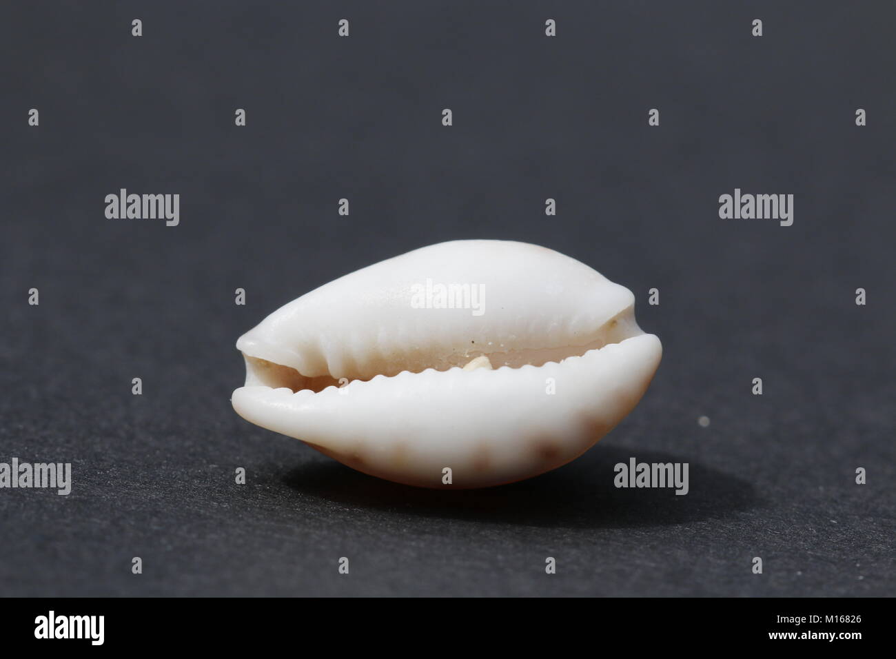 Tropical sea shells and snails in macro Stock Photo - Alamy