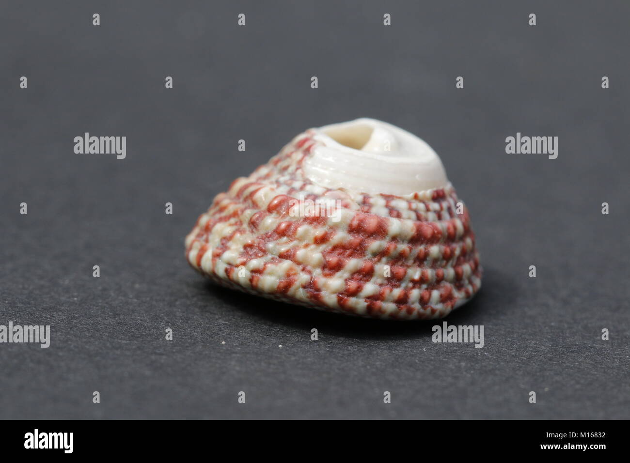 Tropical sea shells and snails in macro Stock Photo - Alamy