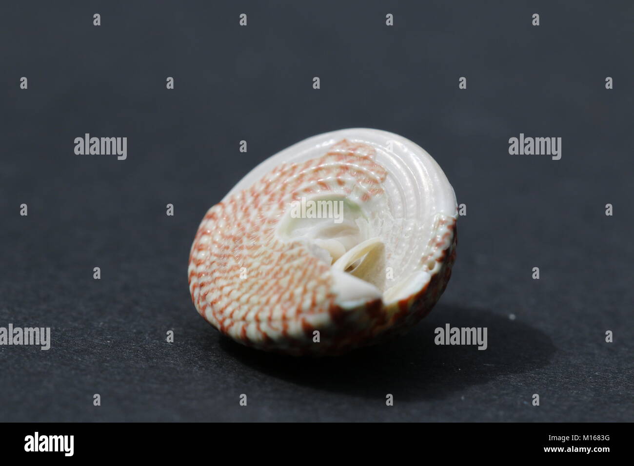 Tropical sea shells and snails in macro Stock Photo - Alamy