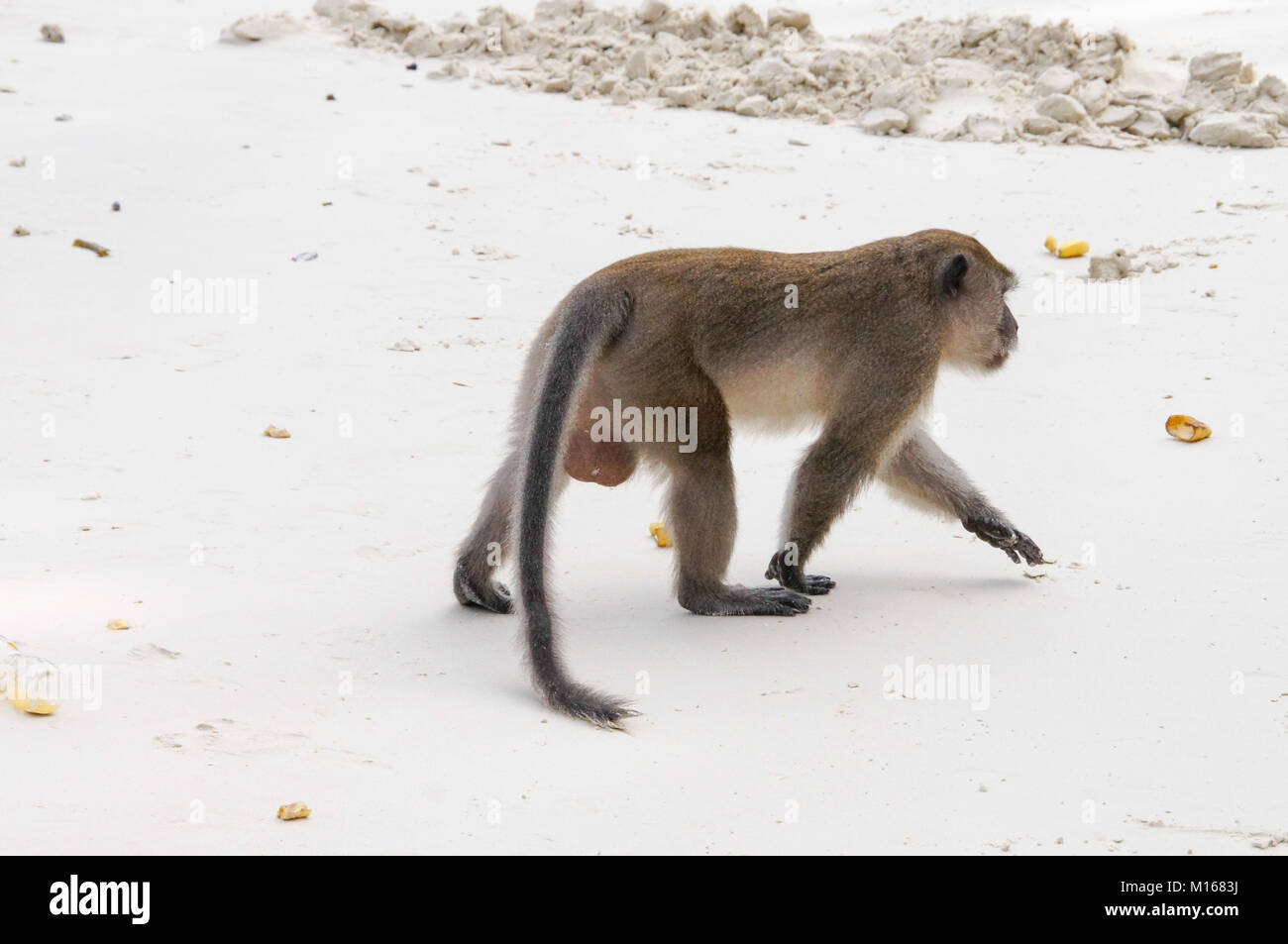 Safarinature hi-res stock photography and images - Alamy