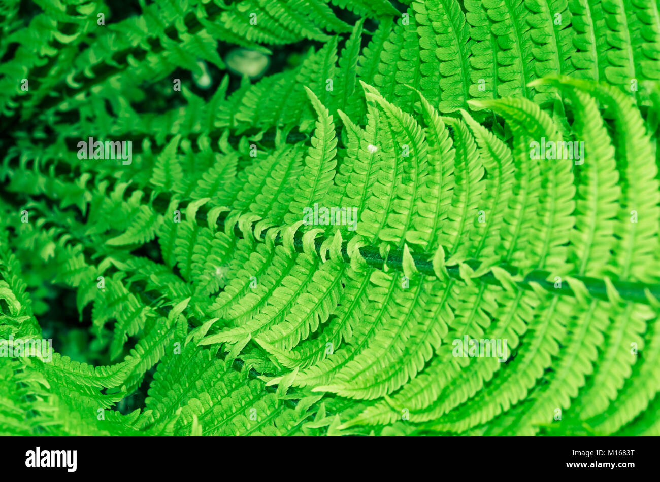 group of green ferns image background Stock Photo - Alamy
