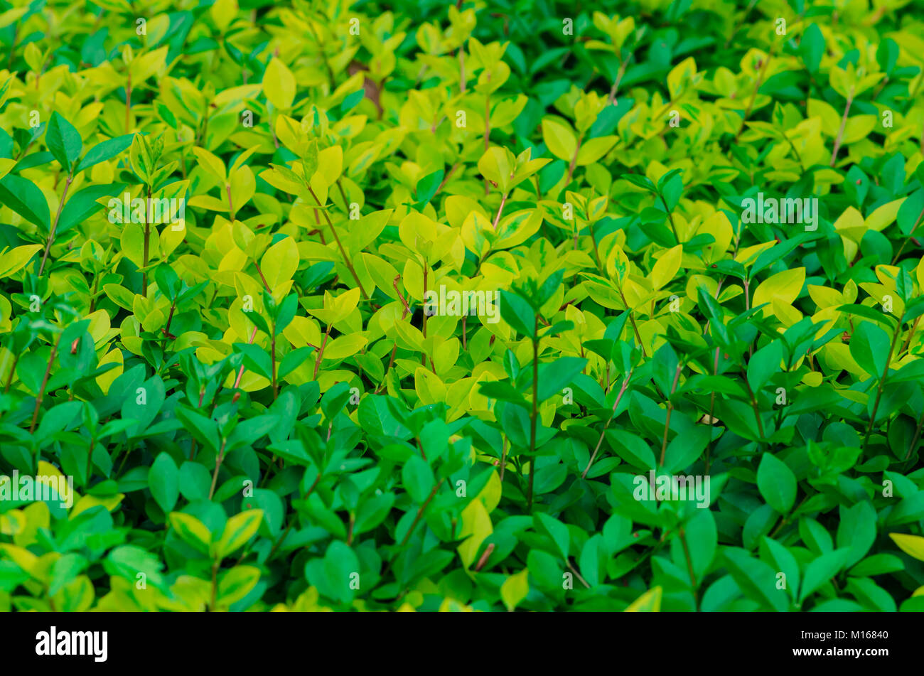 group of green leaves image background Stock Photo - Alamy