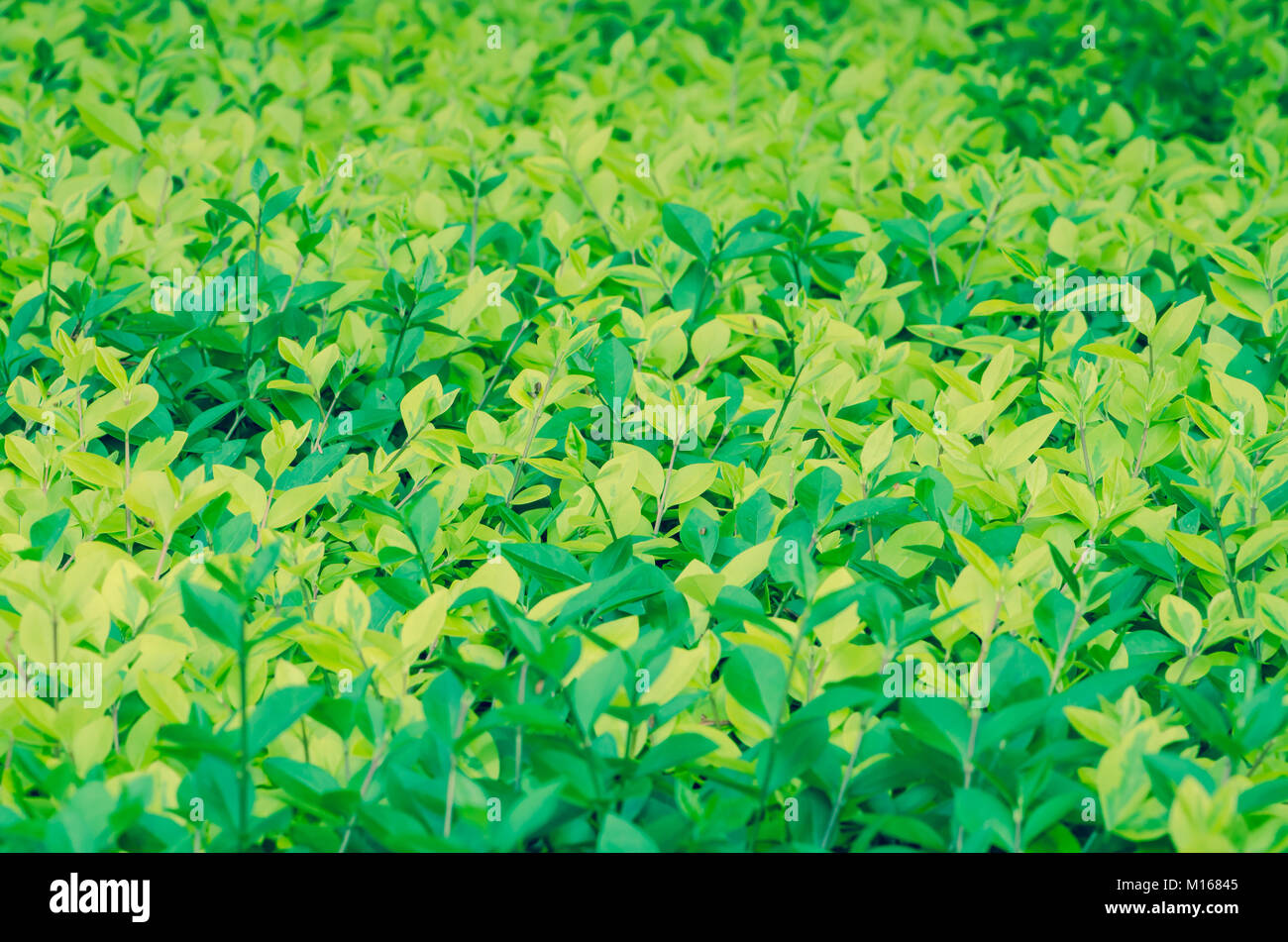 group of green leaves image background Stock Photo - Alamy
