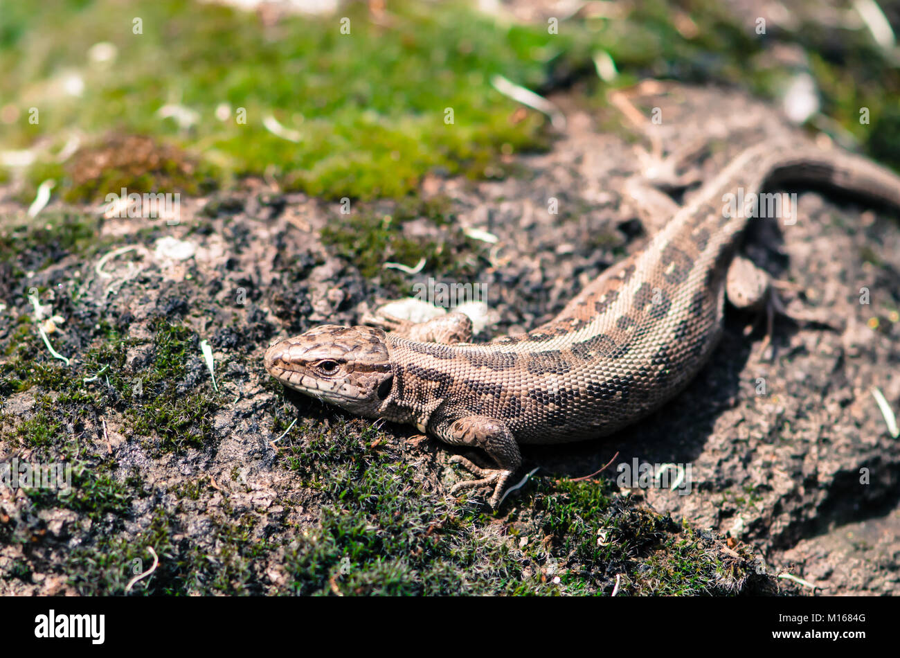 lizard animal on rock image Stock Photo - Alamy