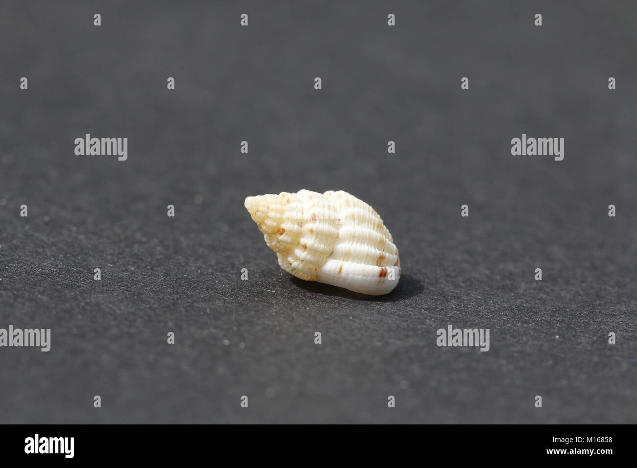Tropical sea shells and snails in macro Stock Photo - Alamy