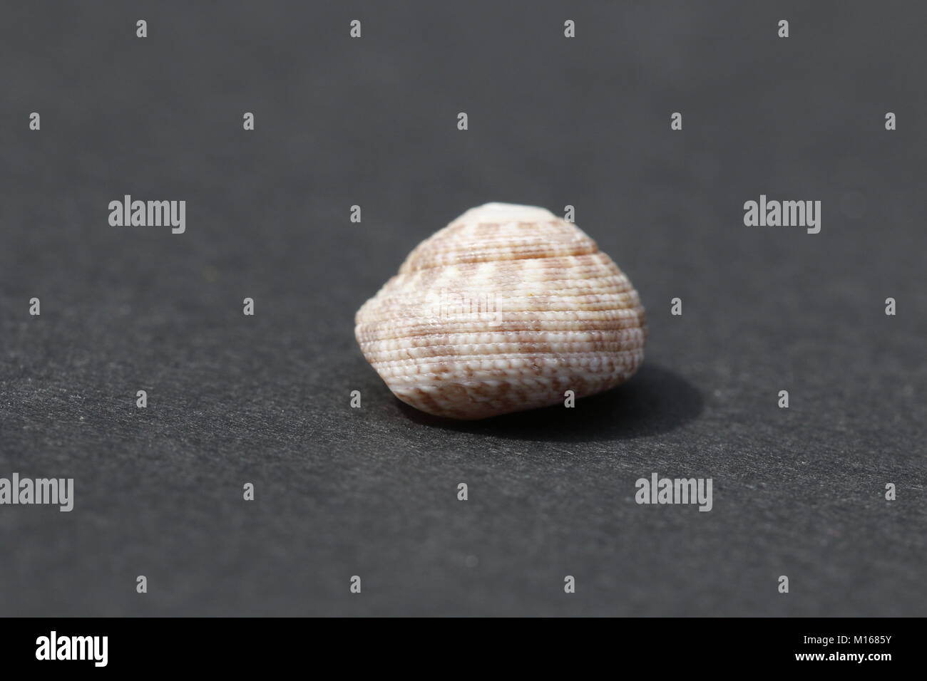 Tropical sea shells and snails in macro Stock Photo - Alamy