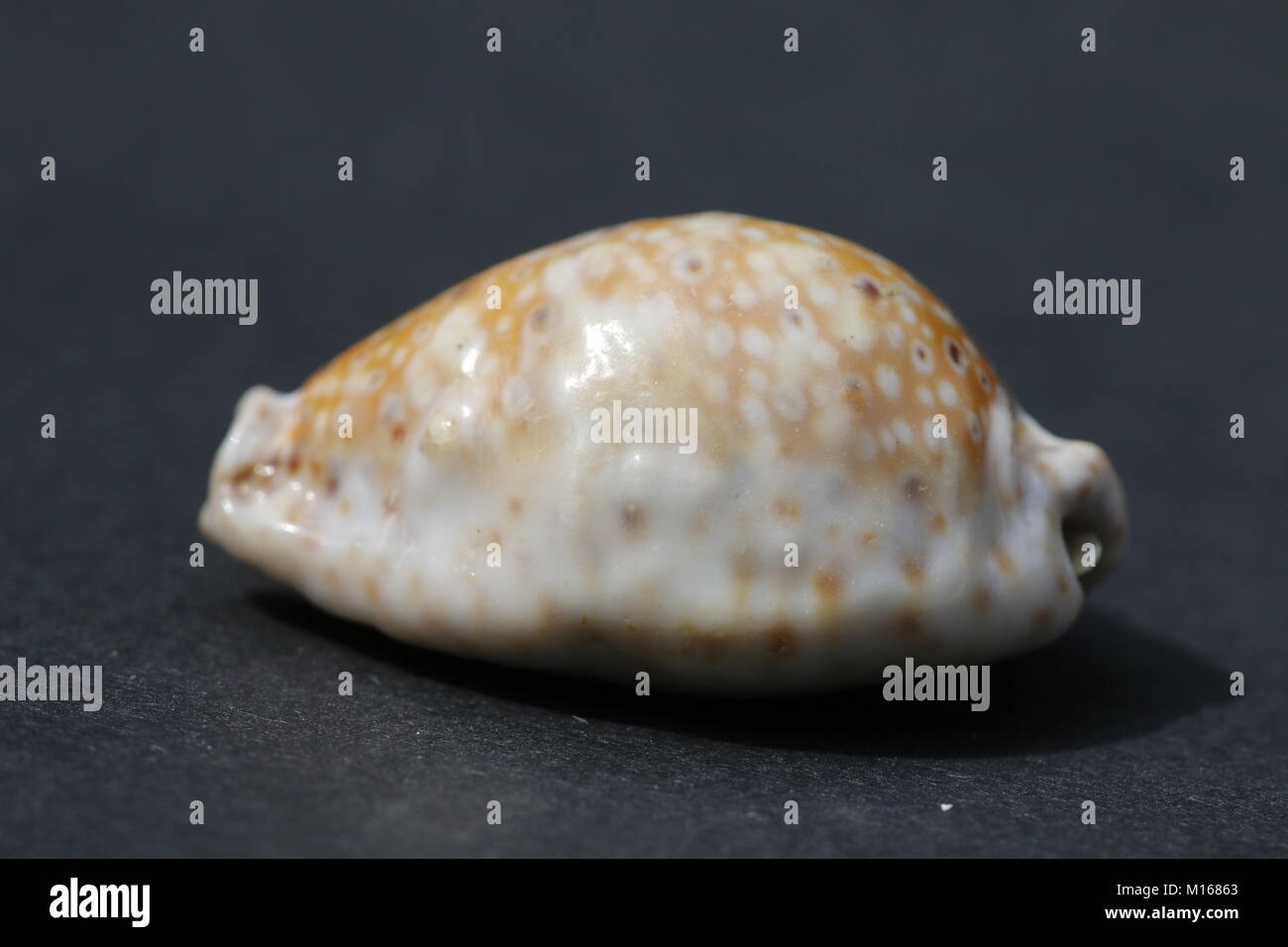 Tropical sea shells and snails in macro Stock Photo - Alamy
