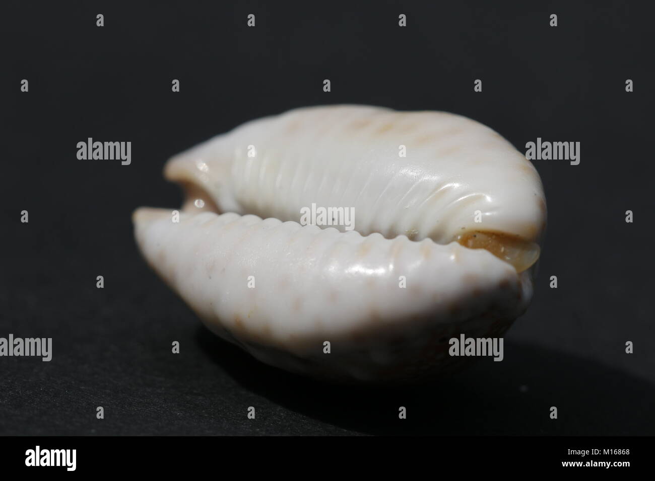 Tropical sea shells and snails in macro Stock Photo - Alamy