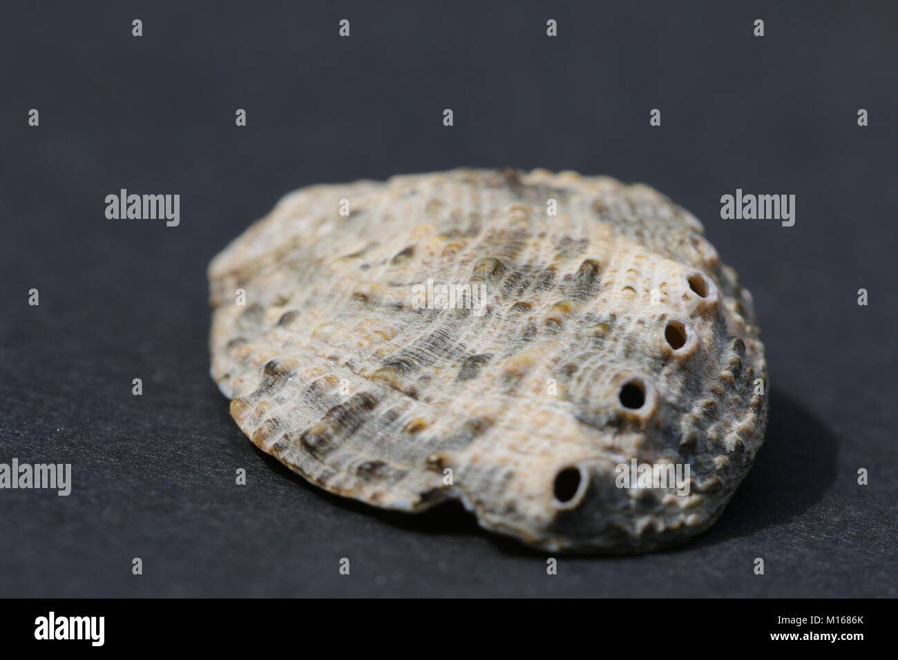 Tropical sea shells and snails in macro Stock Photo - Alamy