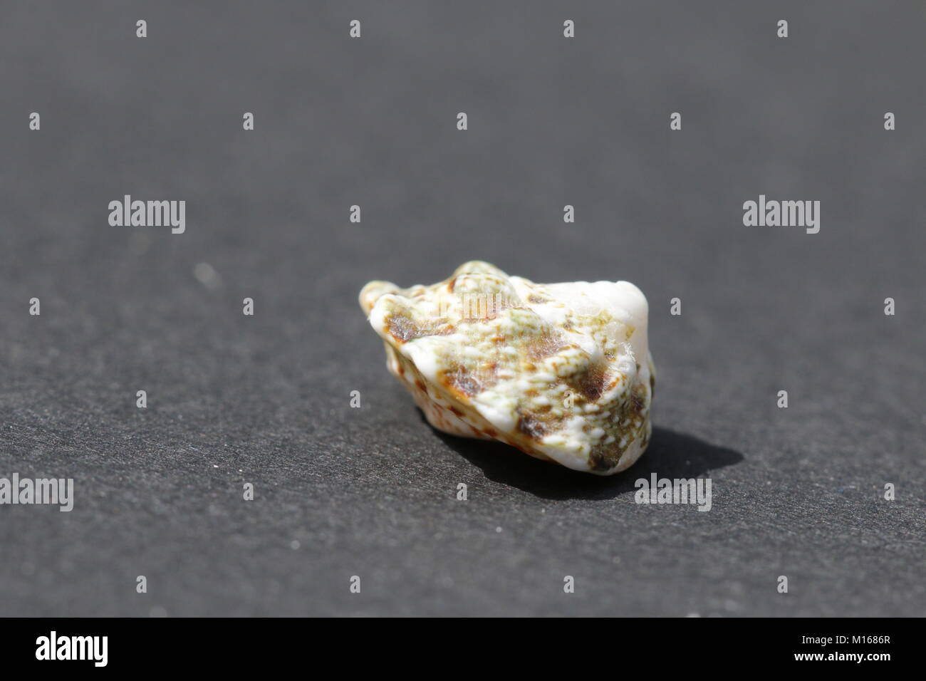 Tropical sea shells and snails in macro Stock Photo - Alamy