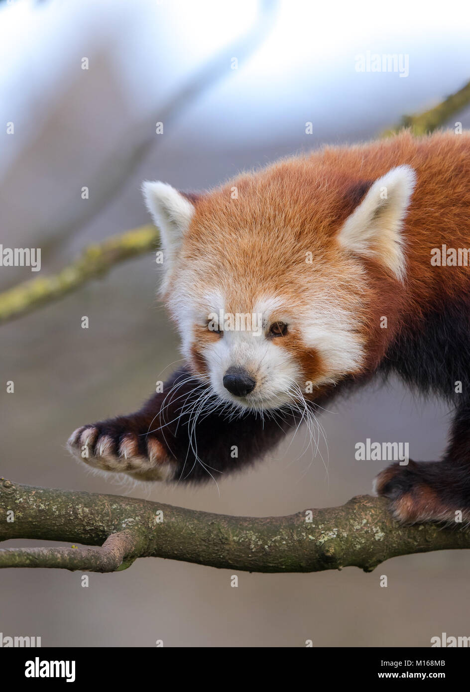 Close-up cute young red panda (Ailurus fulgens) isolated outdoors ...