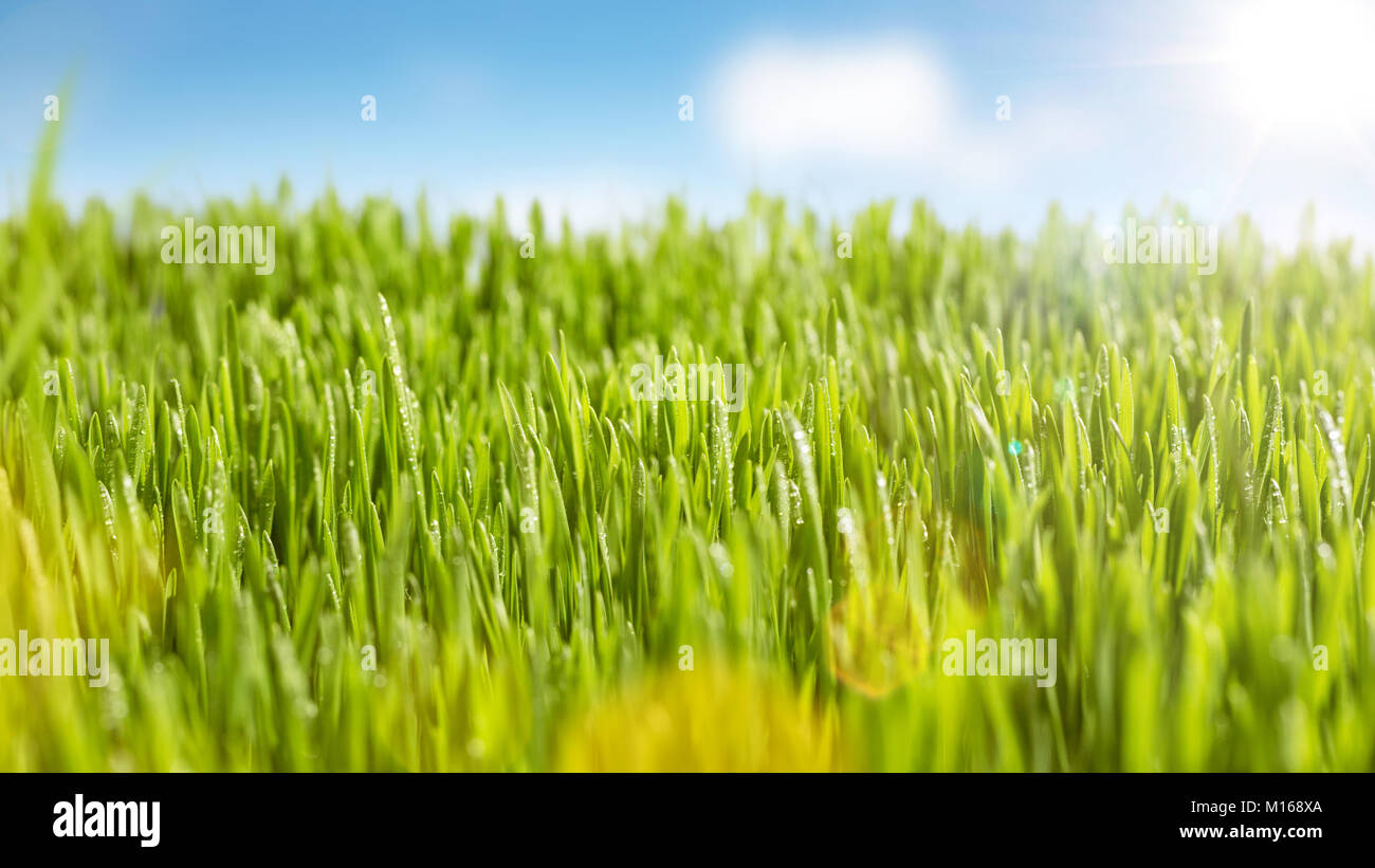 Juicy grass and sunshine Stock Photo - Alamy