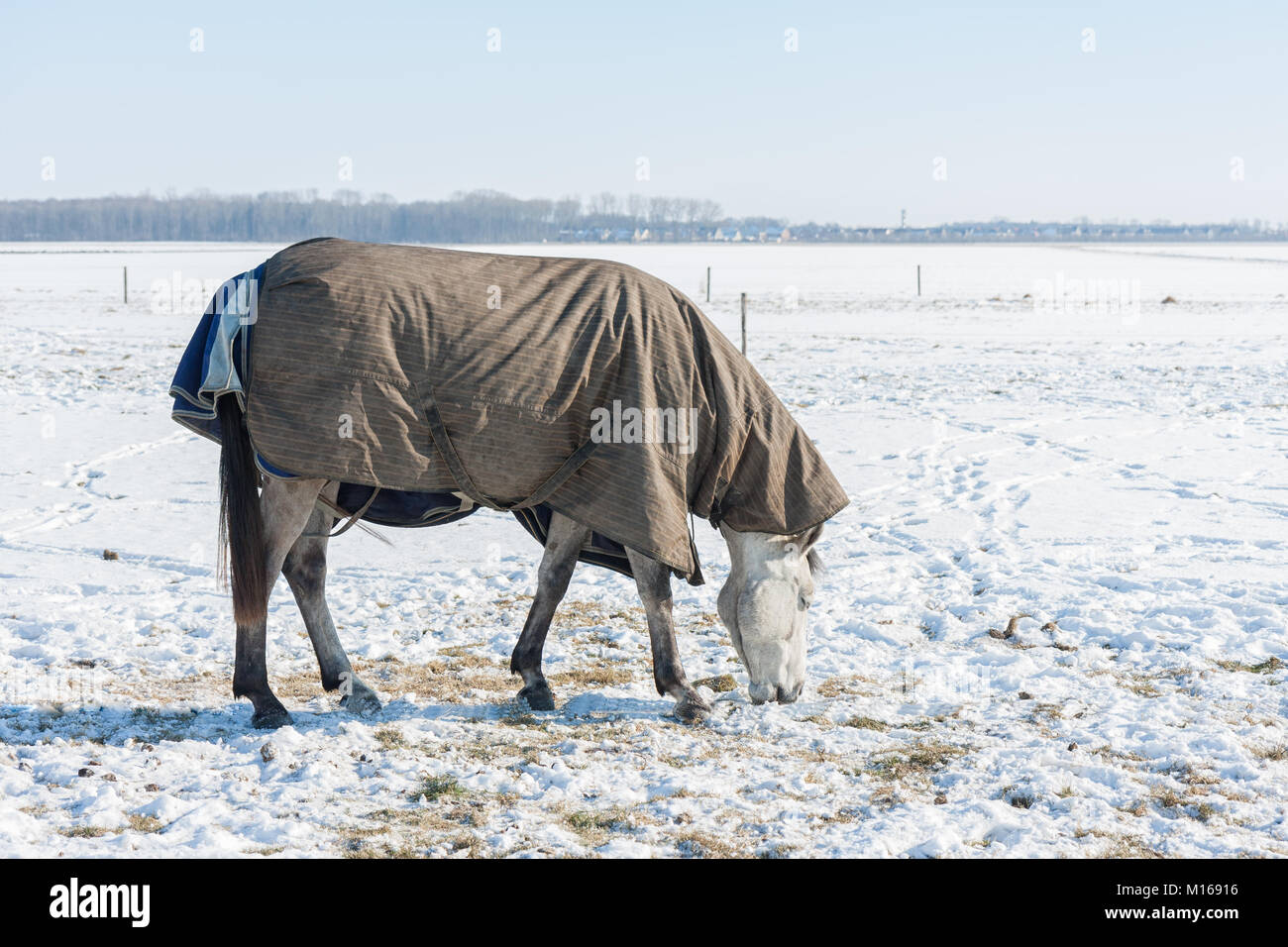Dutch winter with snowy field and horse covered with blanket Stock ...