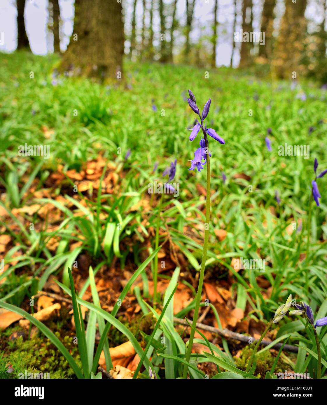 Native English Hyacinthoides in an ancient Woodland Stock Photo - Alamy