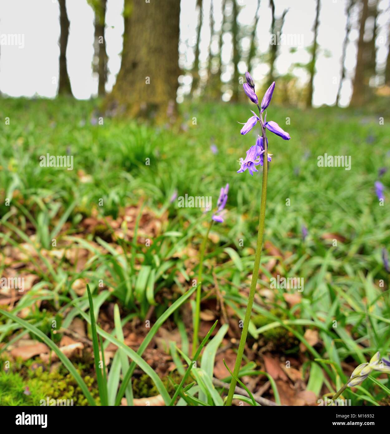 Native English Hyacinthoides in an ancient Woodland Stock Photo - Alamy