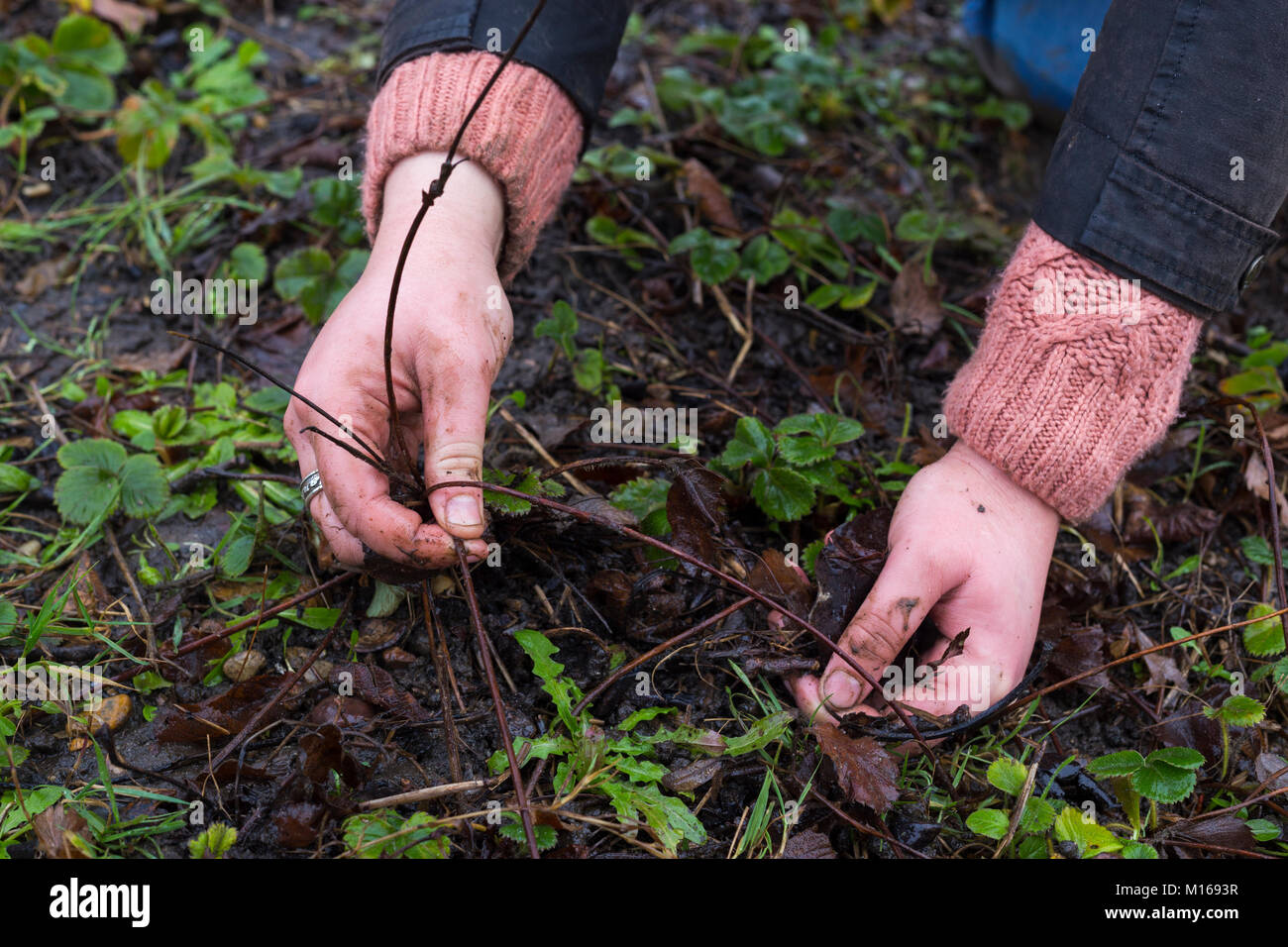 Removing dead Strawberry plants from allotment plot Stock Photo - Alamy