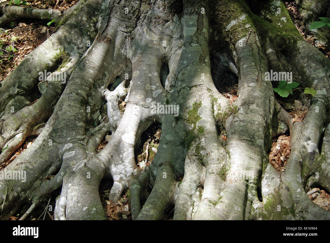 Interwoven nature hi-res stock photography and images - Alamy
