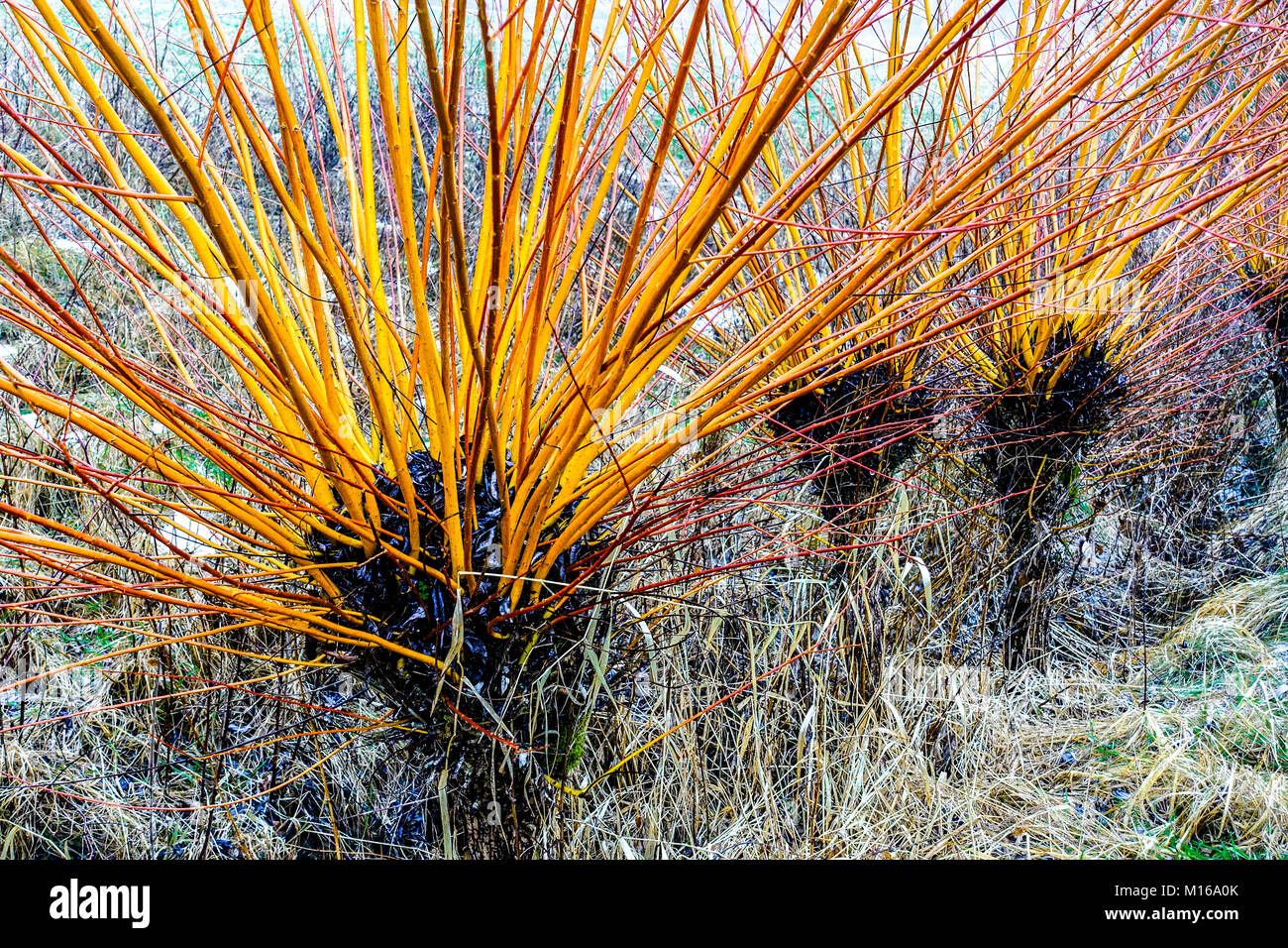 Pollarding hi-res stock photography and images - Alamy