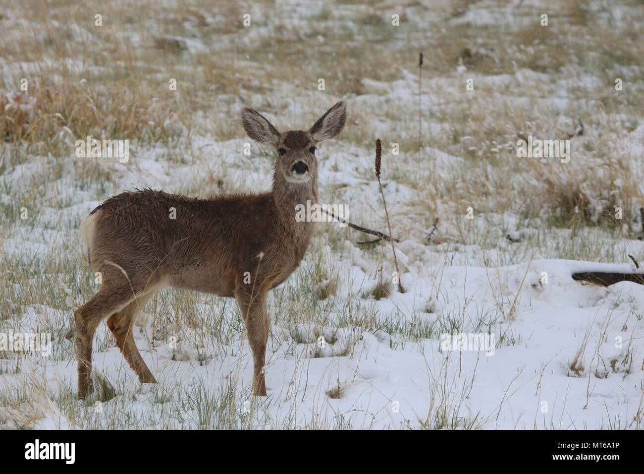 Mule deer field hi-res stock photography and images - Alamy