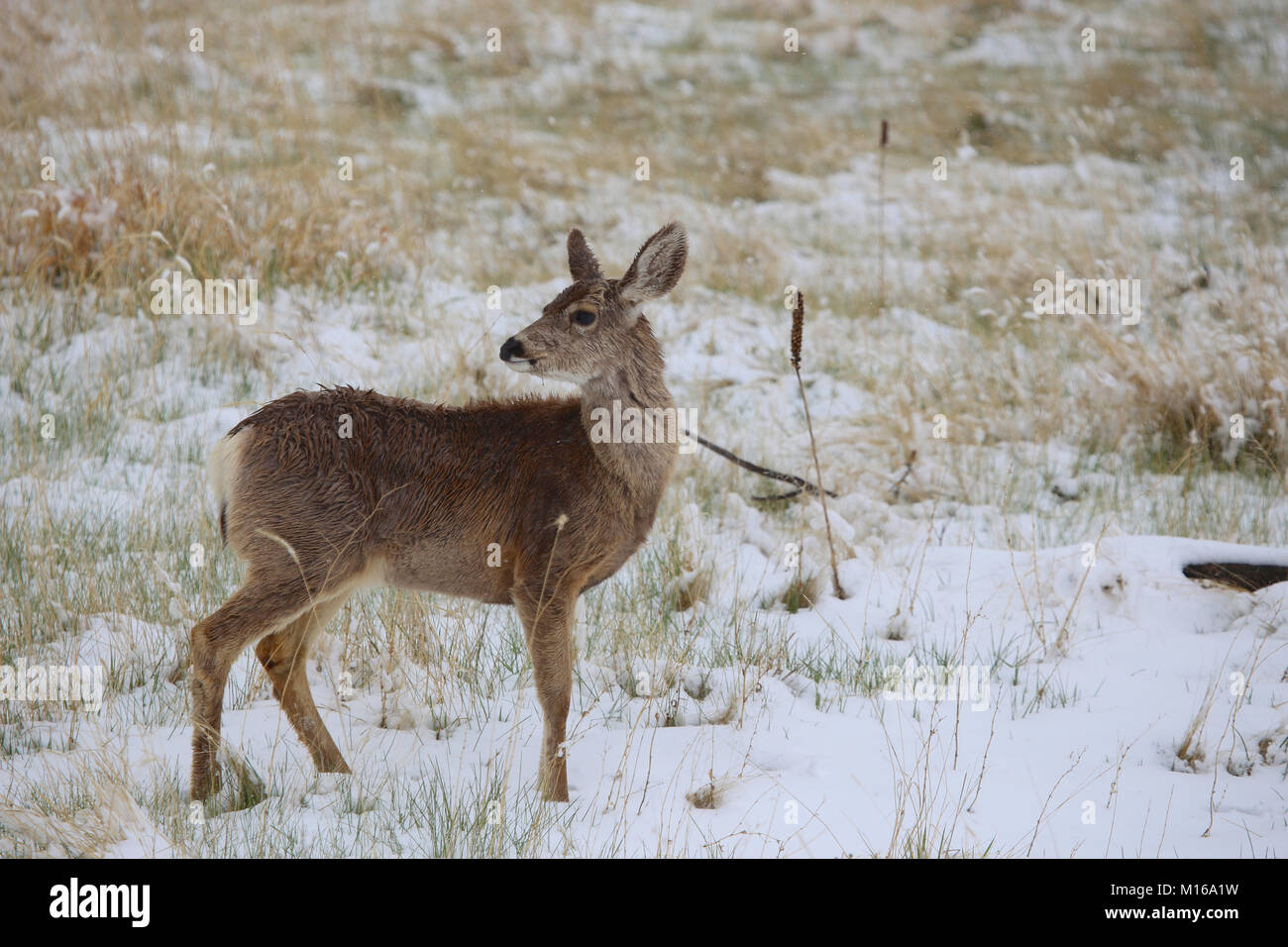 Mule deer in the spring snow in field Stock Photo - Alamy