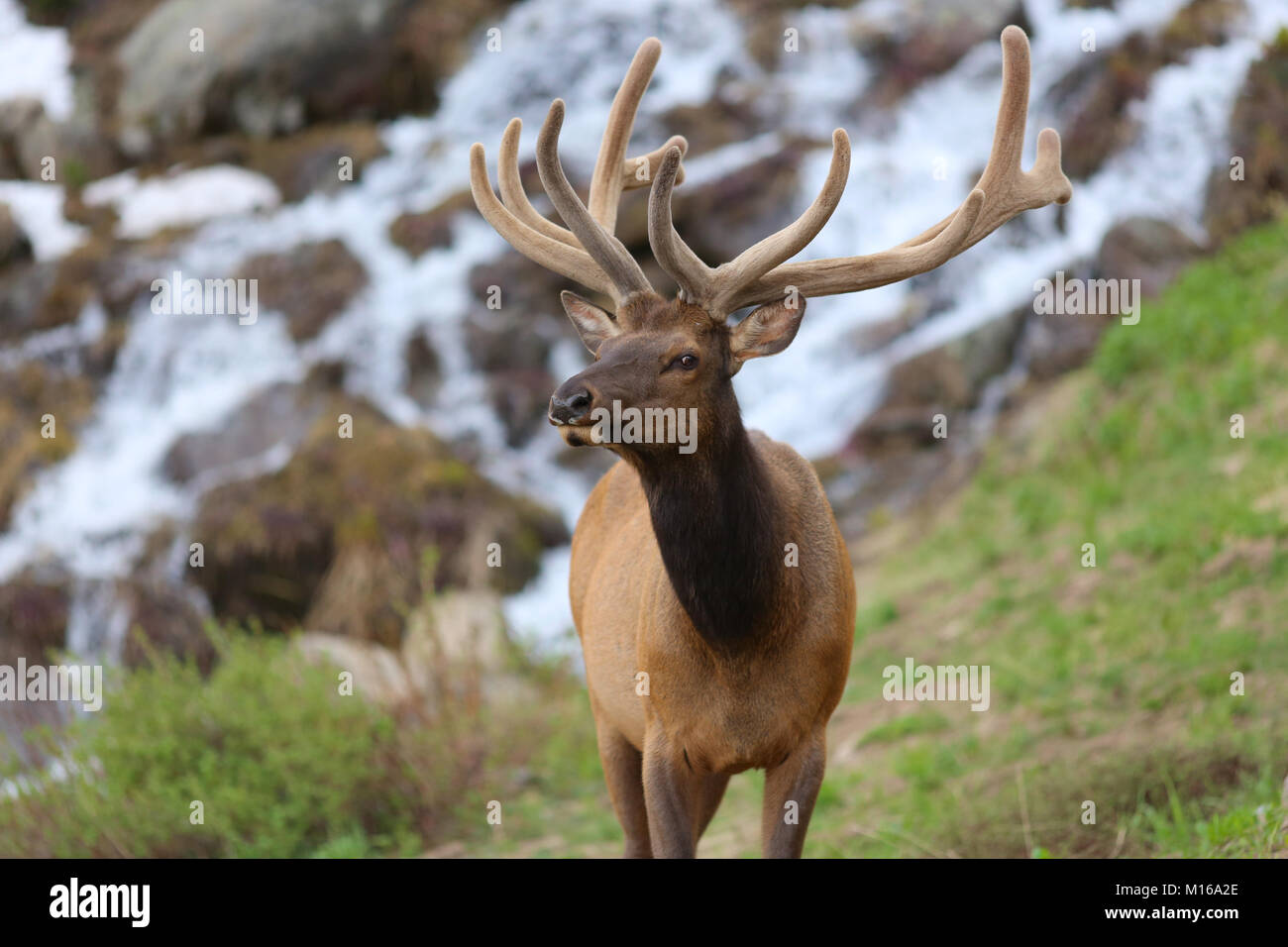 Elk at rocky mountain national park hi-res stock photography and images ...