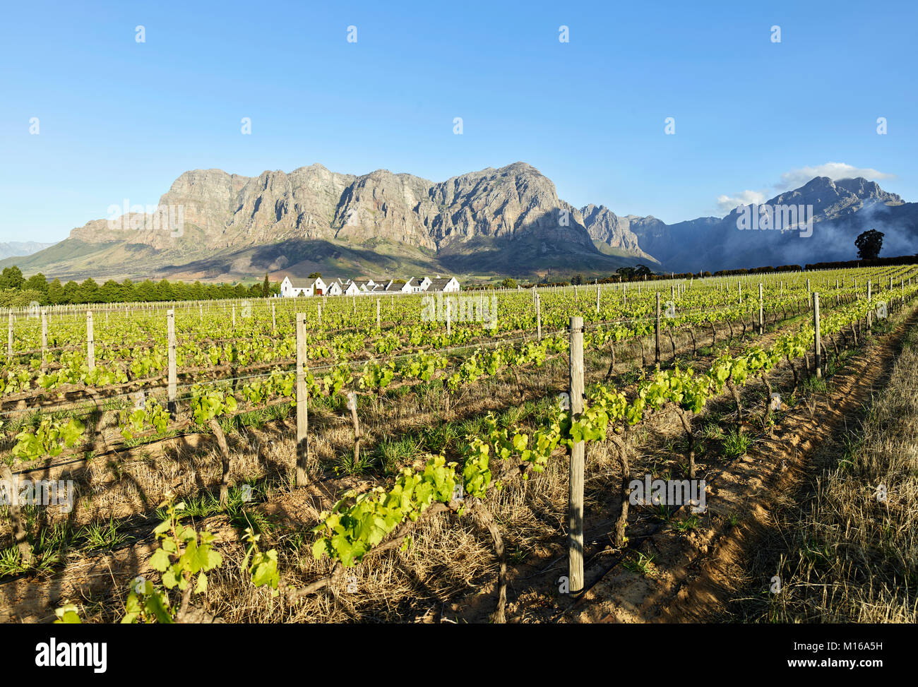 Wineries, Winegrowing, Stellenbosch, Cape Winelands, Western Cape ...
