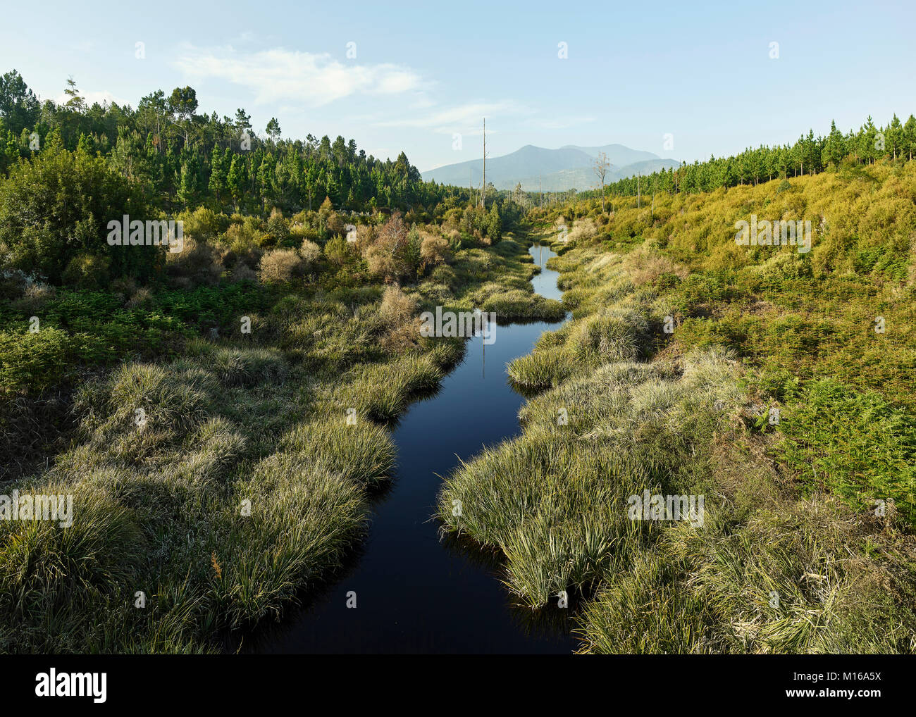 Brook green hi-res stock photography and images - Alamy