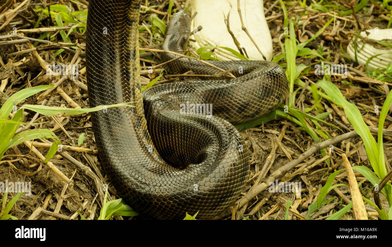 Bolivian Anaconda