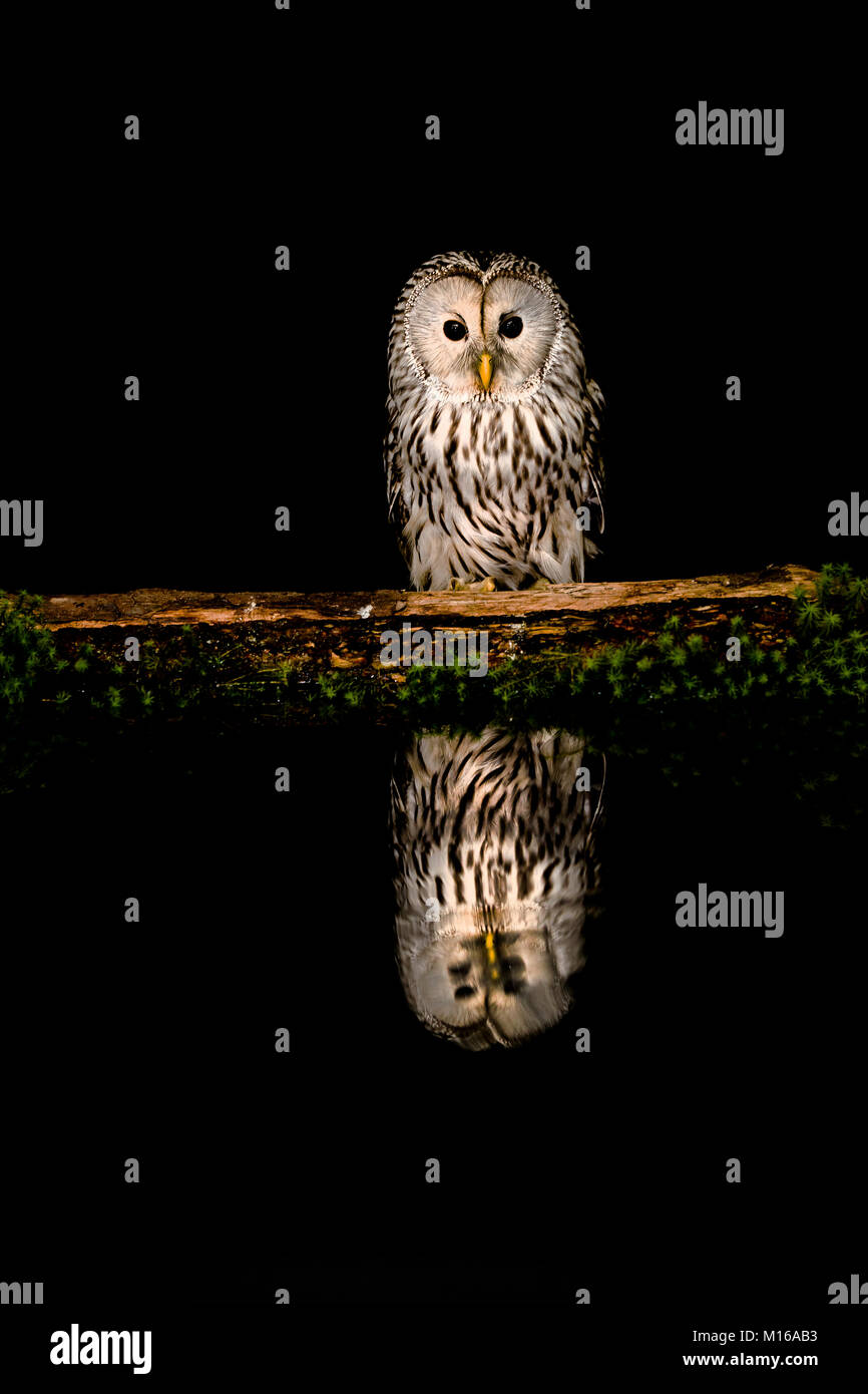 Ural Owl Reflection Stock Photo - Alamy