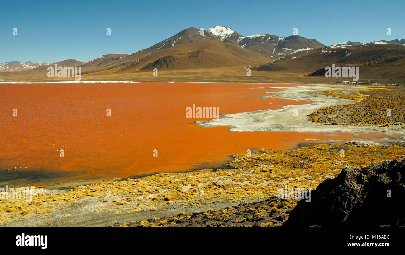 Red Lagoon in Salar de Uyuni Stock Photo - Alamy