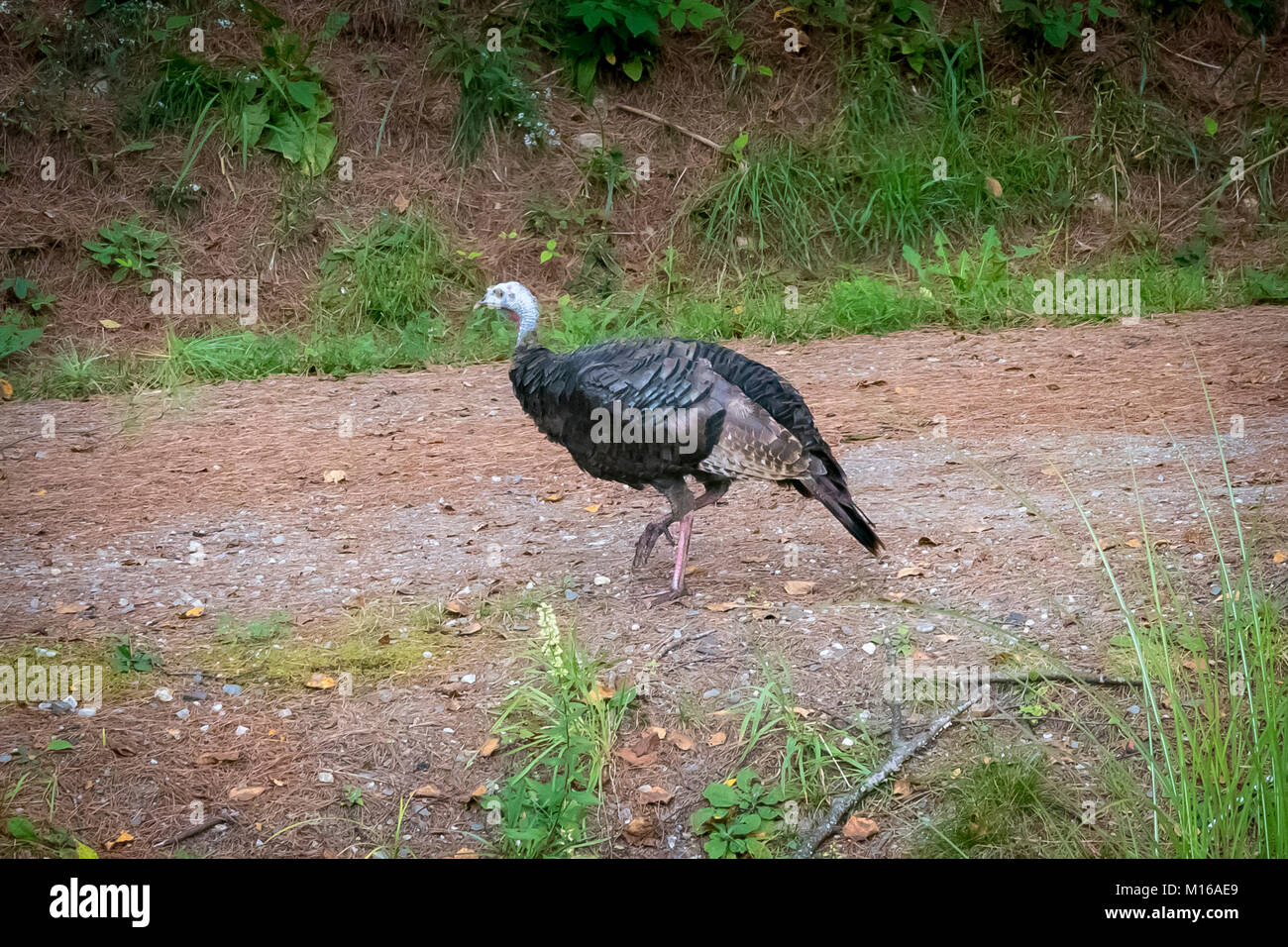 A wild turkey looks for food on a rural New England road Stock Photo ...
