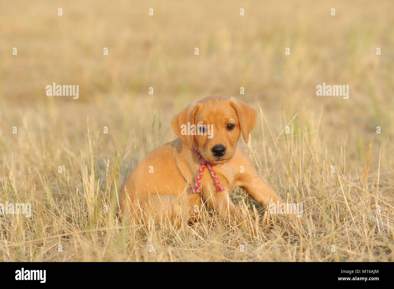 Labrador Retriever, yellow, puppy, 7 weeks Stock Photo - Alamy