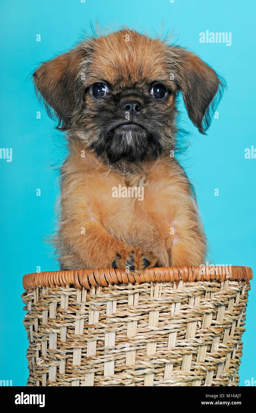 Brussels Griffon, puppy, 8 weeks, red, in wicker basket Stock Photo - Alamy