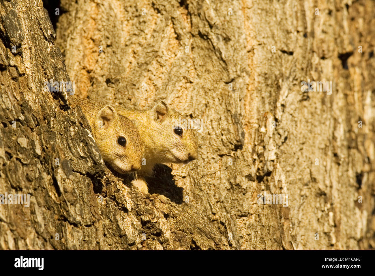 Tree Squirrel (Paraxerus cepapi), in the evening in a branch fork ...