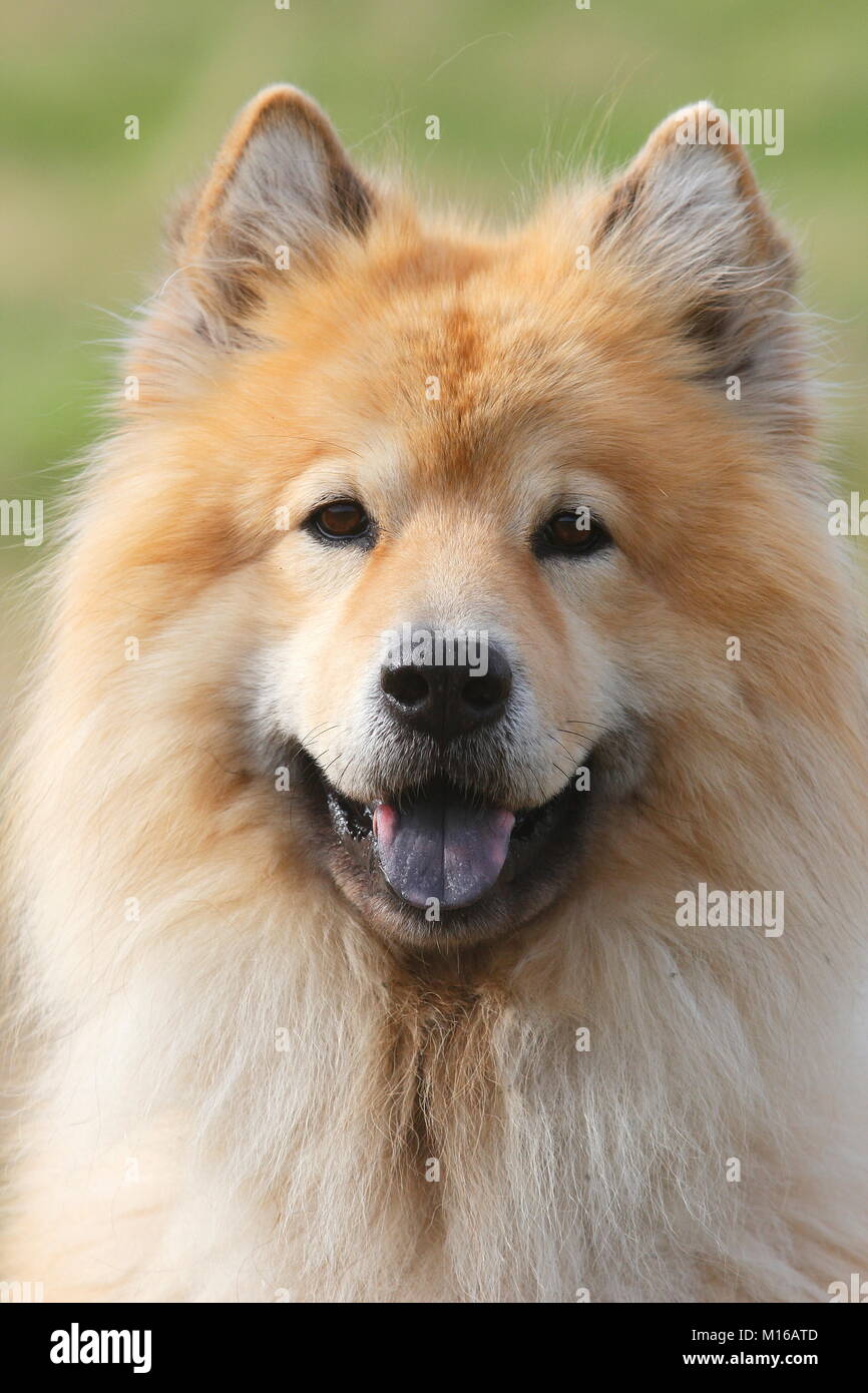 Are Eurasier Puppies Lazy