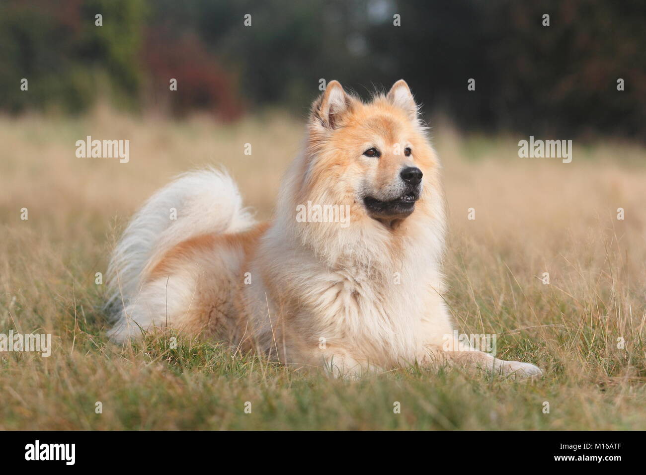 Eurasier male hi-res stock photography and images - Alamy